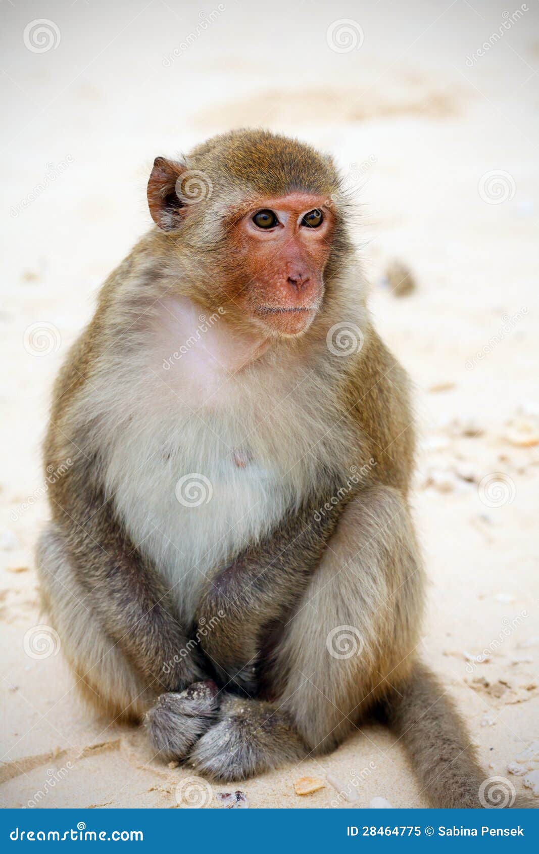 Monkey Sitting on the Beach in Asia Stock Image - Image of single ...