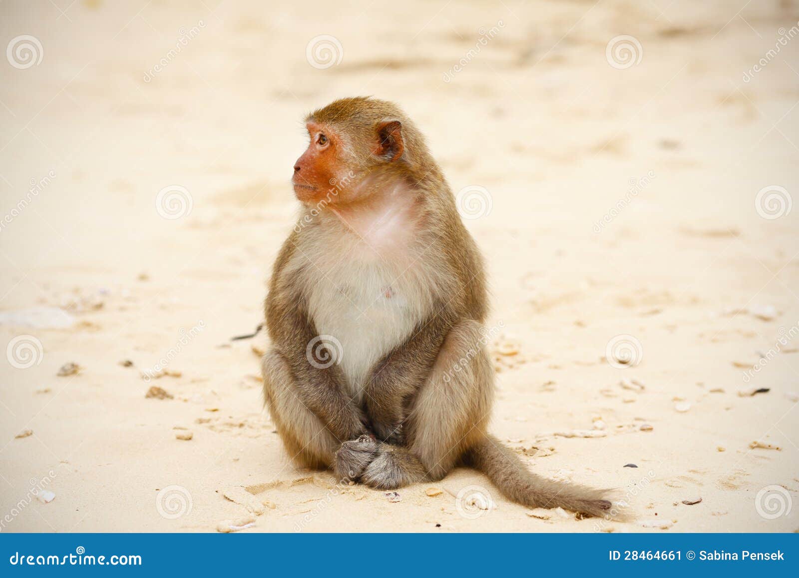 Monkey Sitting on the Beach, Relaxed, Observing Stock Image - Image of ...