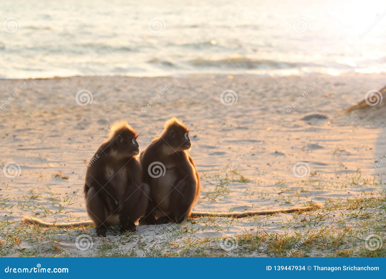 Monkey Sitting on the Beach with the Sunlight Reflection in the Morning ...