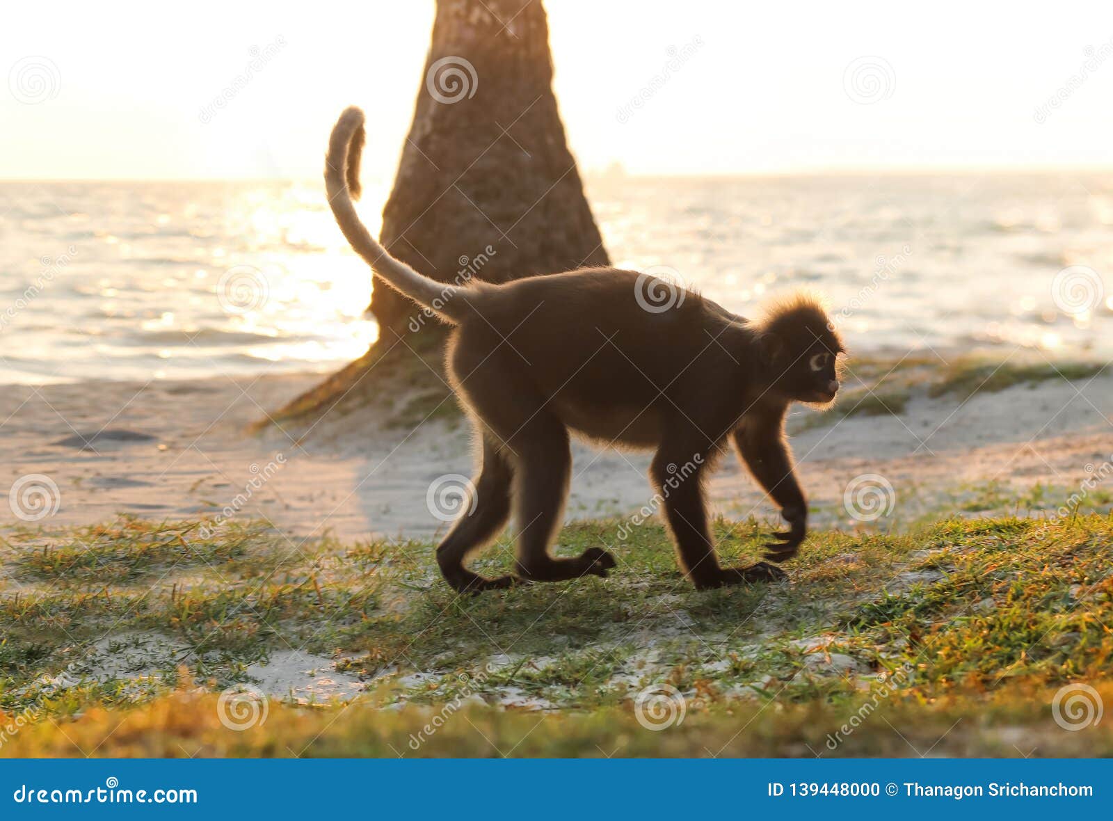 Monkey Sitting on the Beach with the Sunlight Reflection in the Morning ...