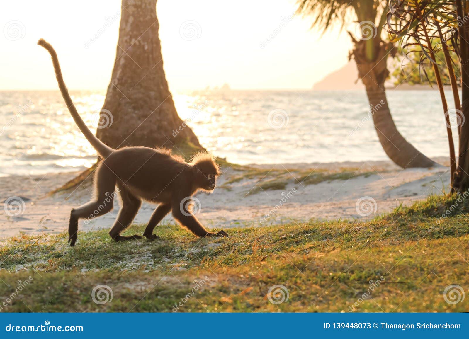 Monkey Sitting on the Beach with the Sunlight Reflection in the Morning ...