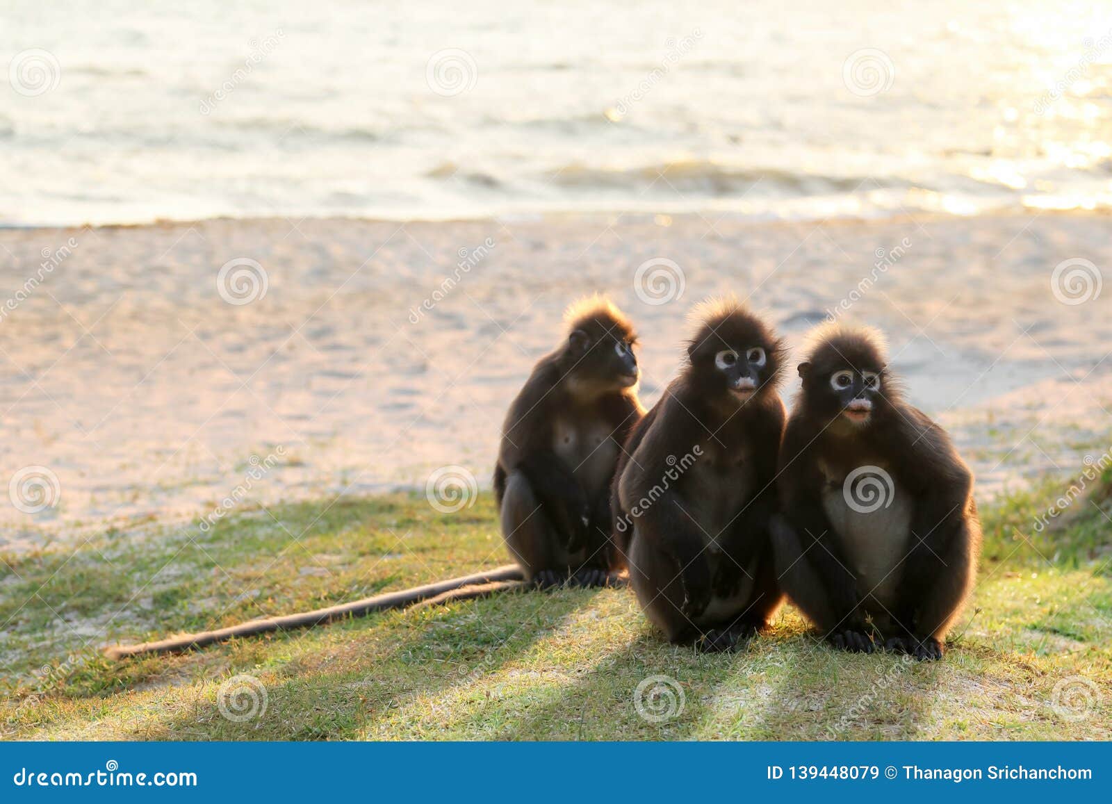 Monkey Sitting on the Beach with the Sunlight Reflection in the Morning ...