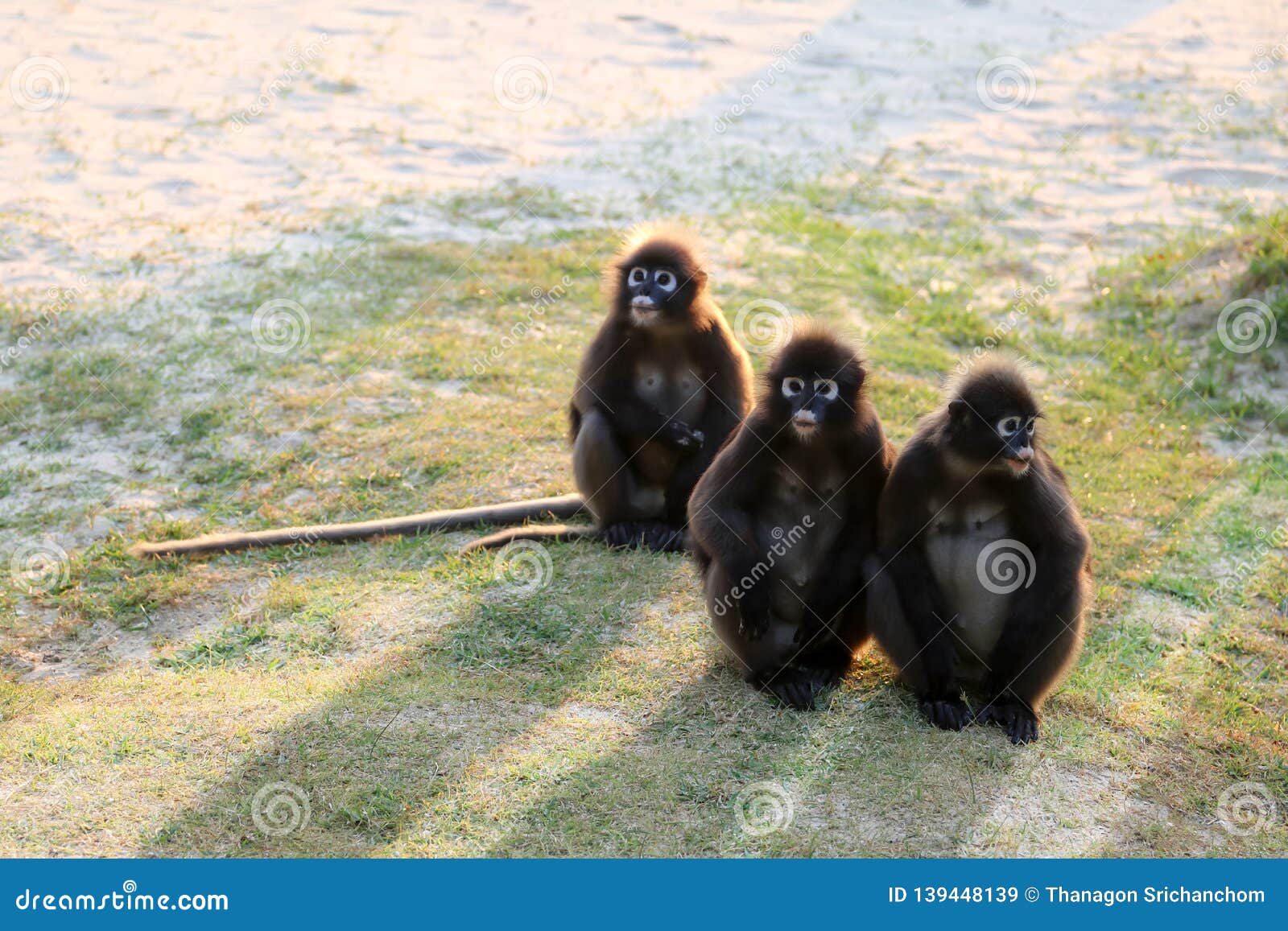 Monkey Sitting on the Beach with the Sunlight Reflection in the Morning ...