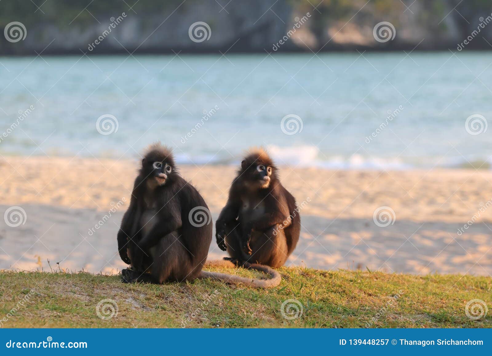 Monkey Sitting on the Beach with the Sunlight Reflection in the Morning ...