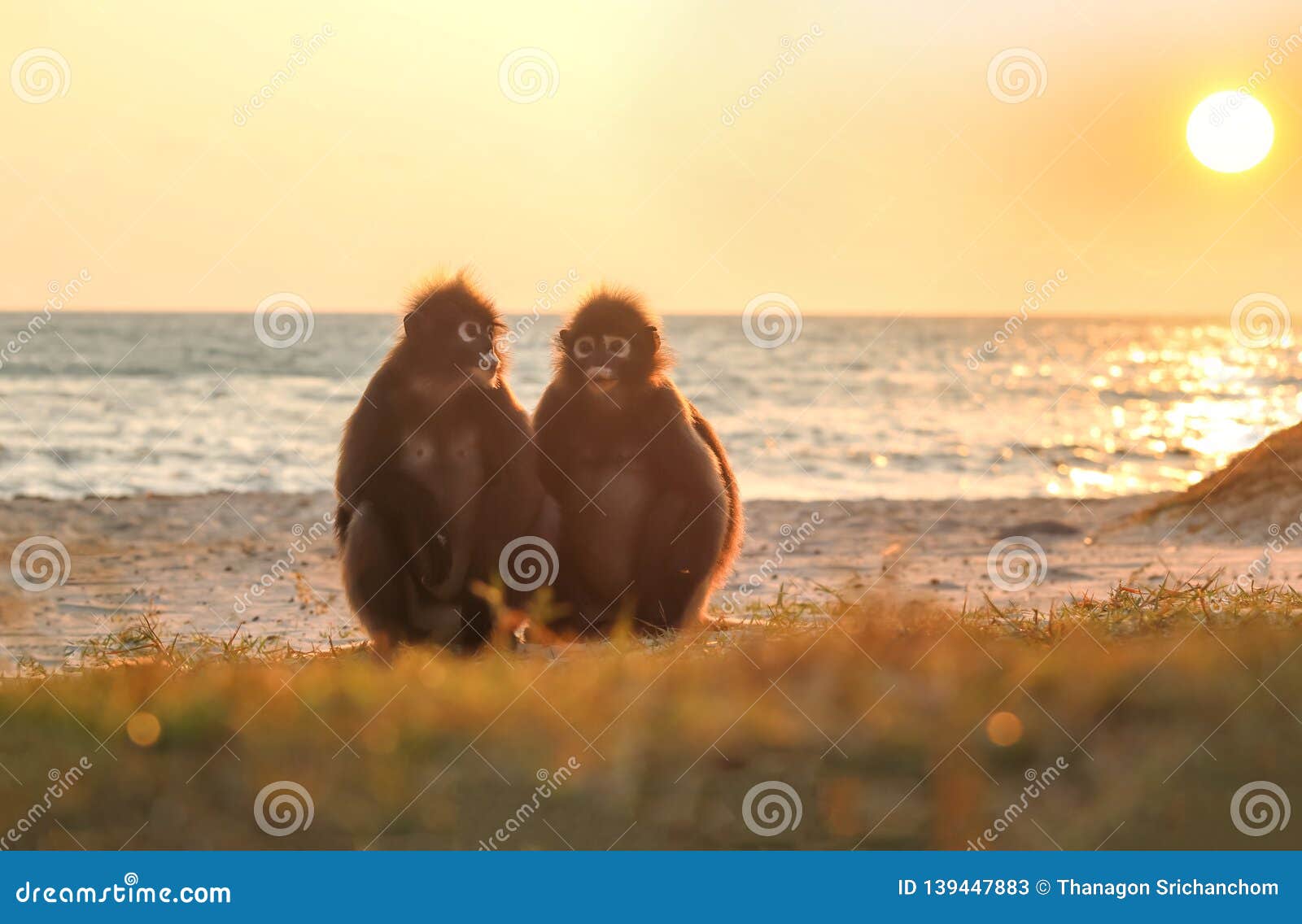 Monkey Sitting on the Beach with the Sunlight Reflection in the Morning ...