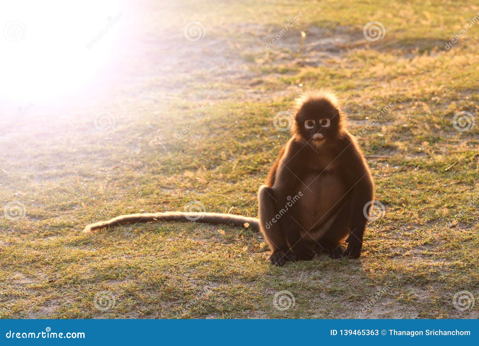 Monkey Sitting on the Beach with the Sunlight Reflection in the Morning ...
