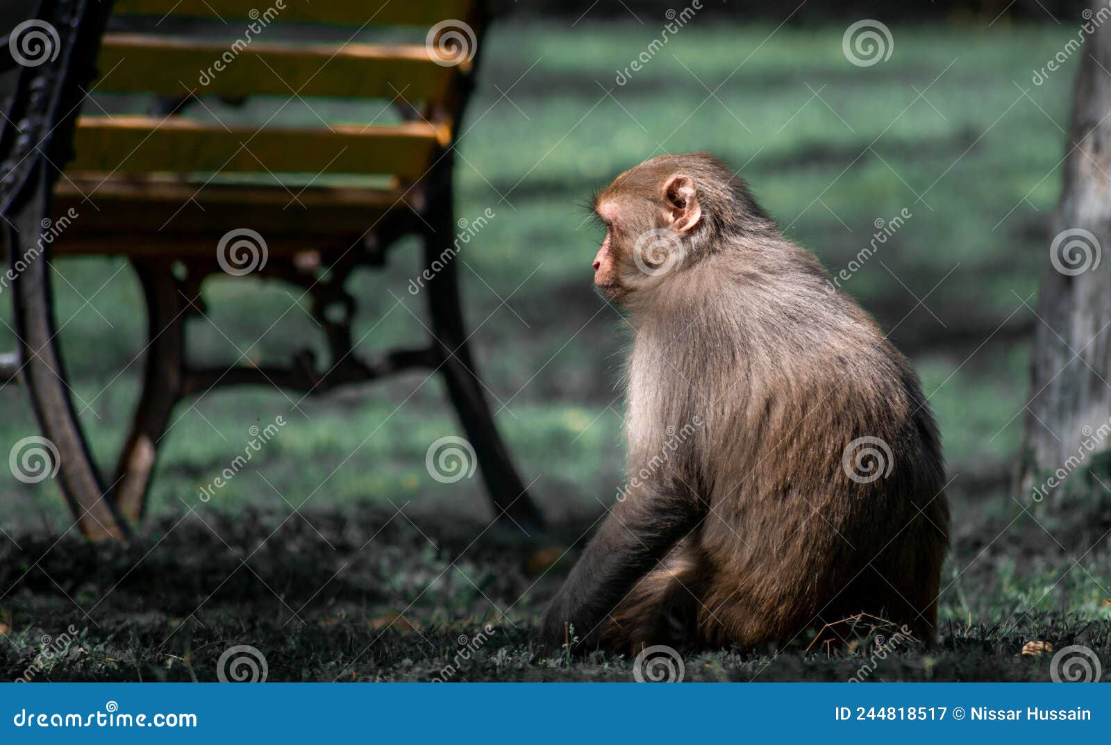 A Monkey Sitting Behind the Bench Stock Image - Image of manda, bench ...