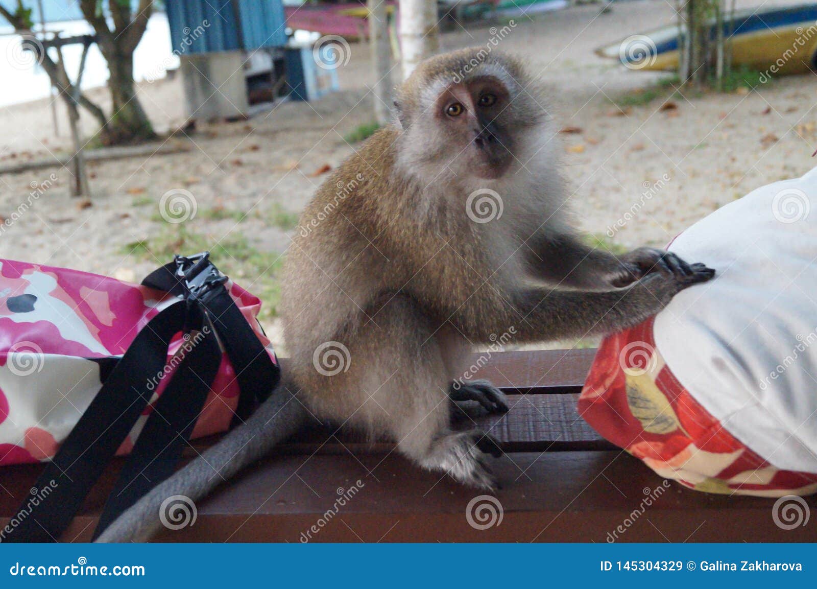 Monkey sitting on a bench. stock image. Image of sitting - 145304329