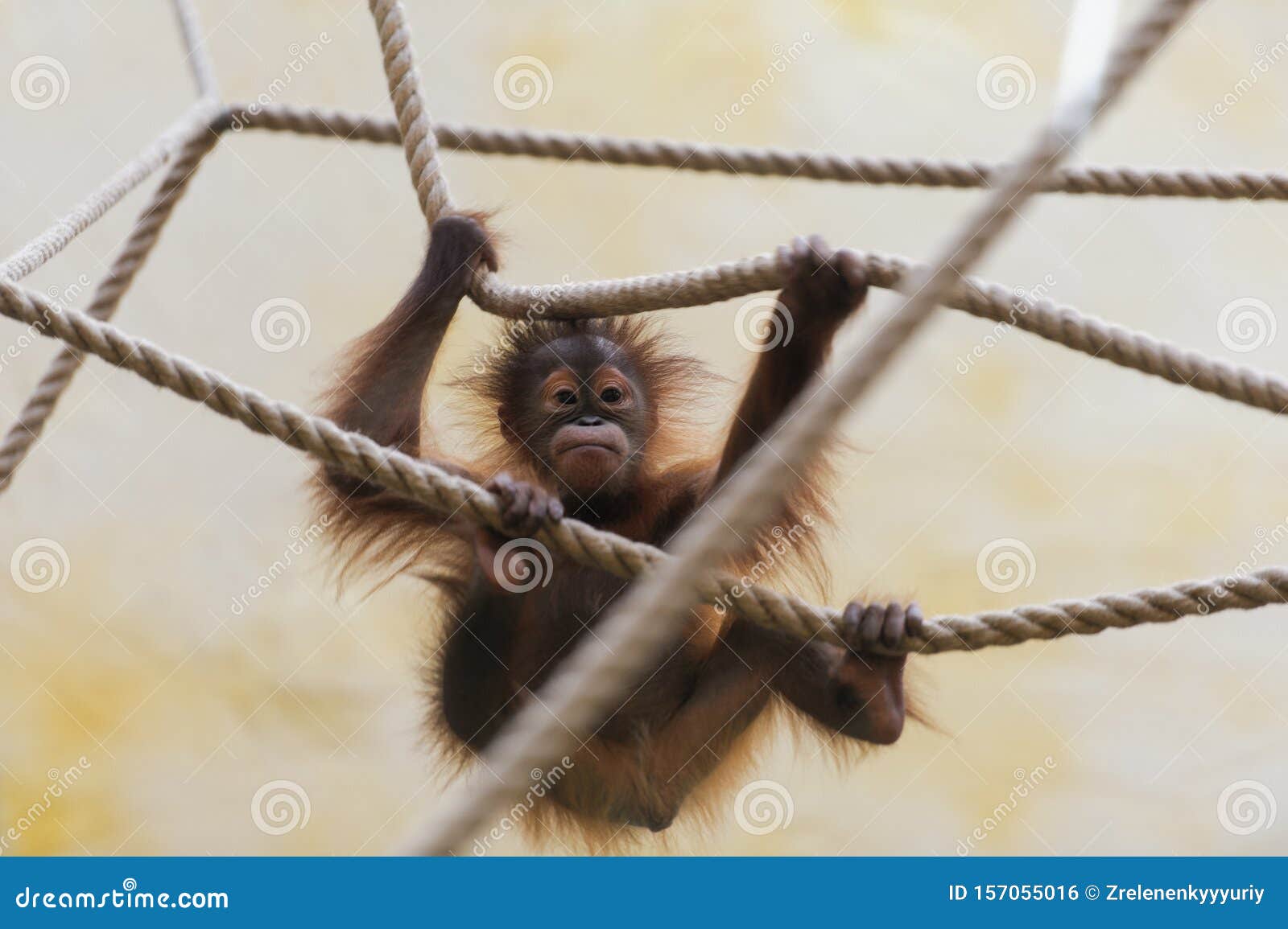 Monkey stock photo. Image of endangered, park, beauty - 157055016