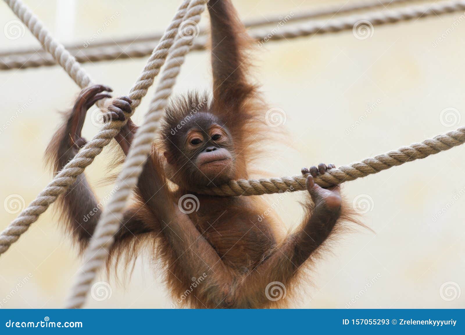 Monkey stock image. Image of wildlife, nature, face - 157055293