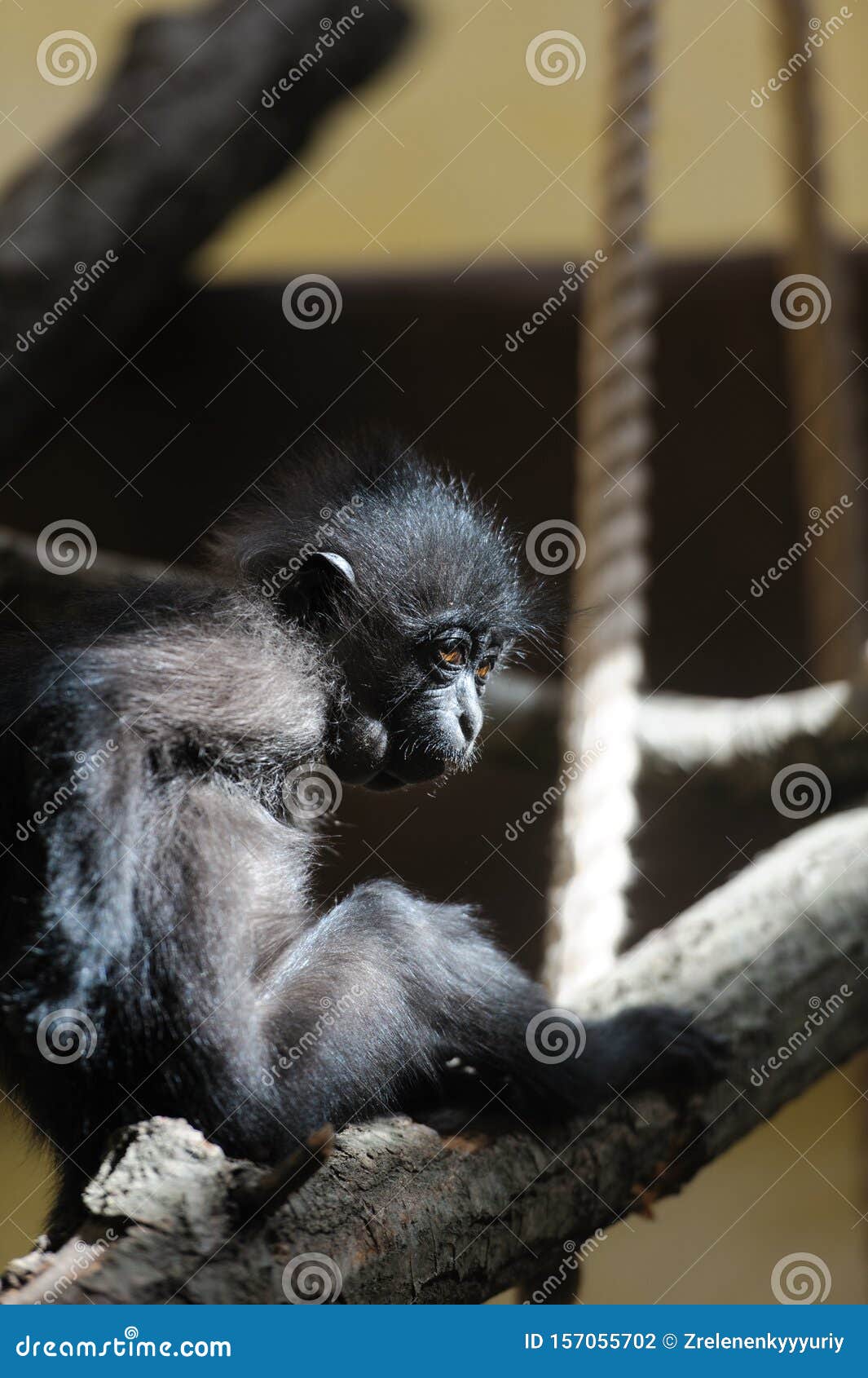 Monkey stock photo. Image of look, asian, life, bali - 157055702