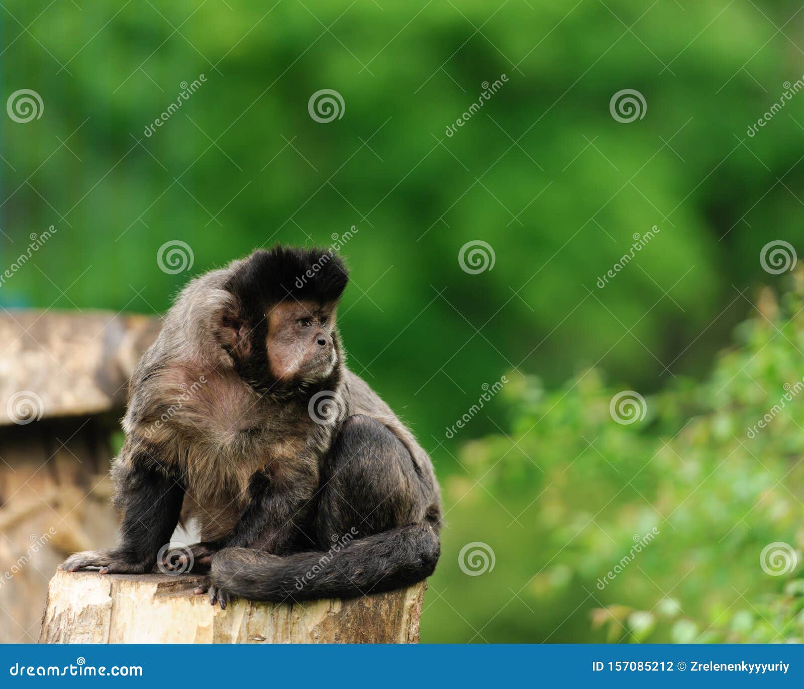 Monkey on the Green Blurred Background Stock Photo - Image of primate ...