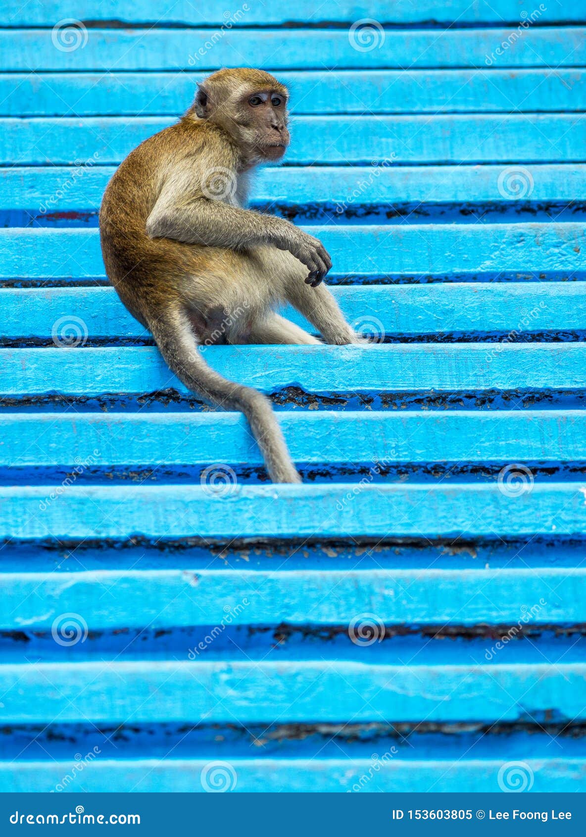 Monkey Sitting on Blue Staircase Stock Image - Image of staircase ...