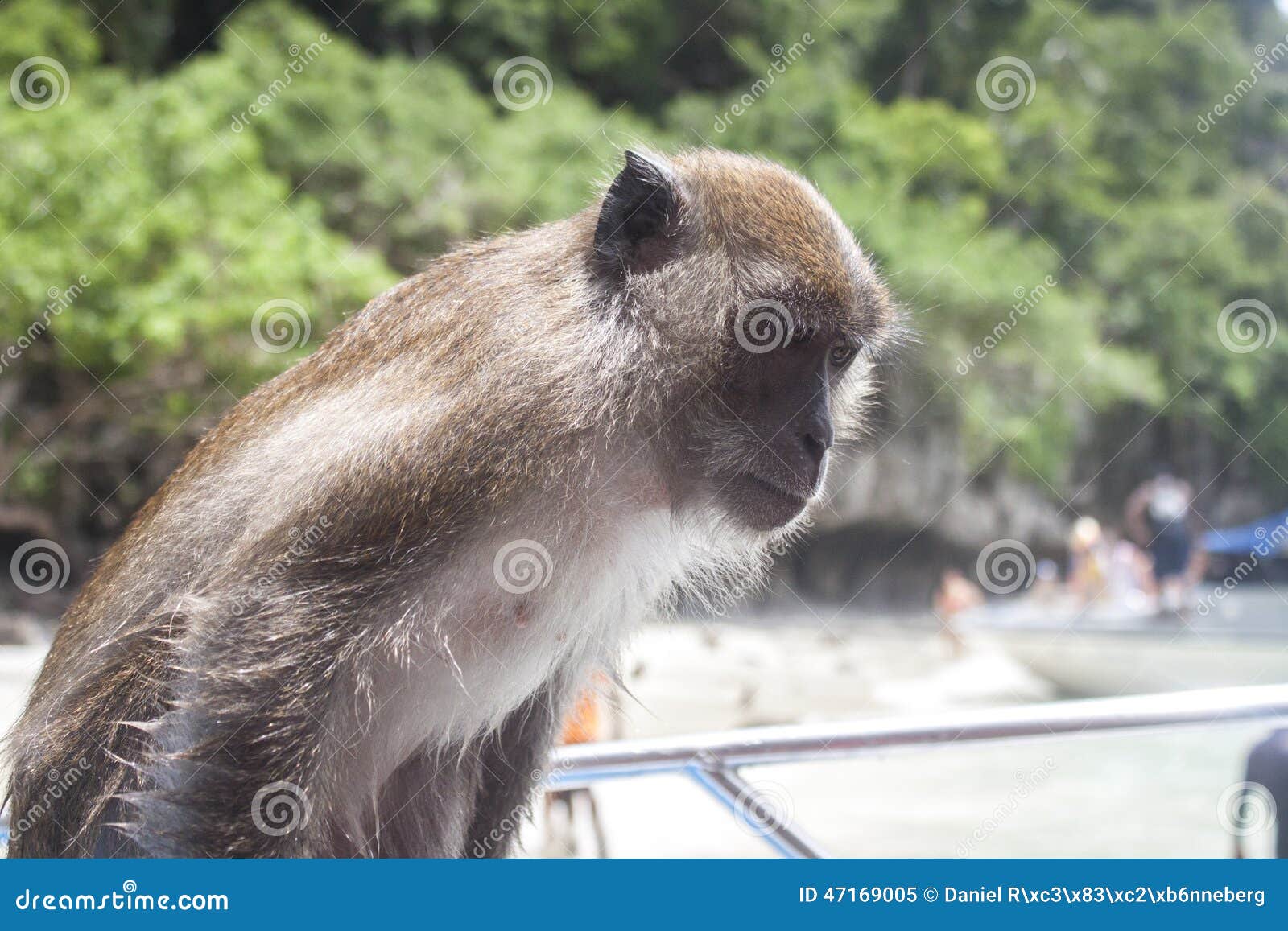 Monkey, sitting on a boat stock image. Image of nature - 47169005