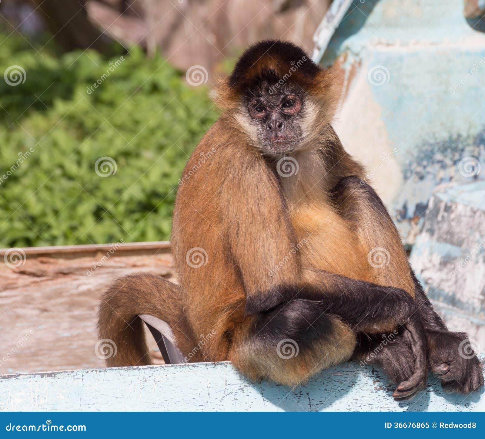 Monkey Sitting on Boat stock image. Image of monkey, sitting - 36676865
