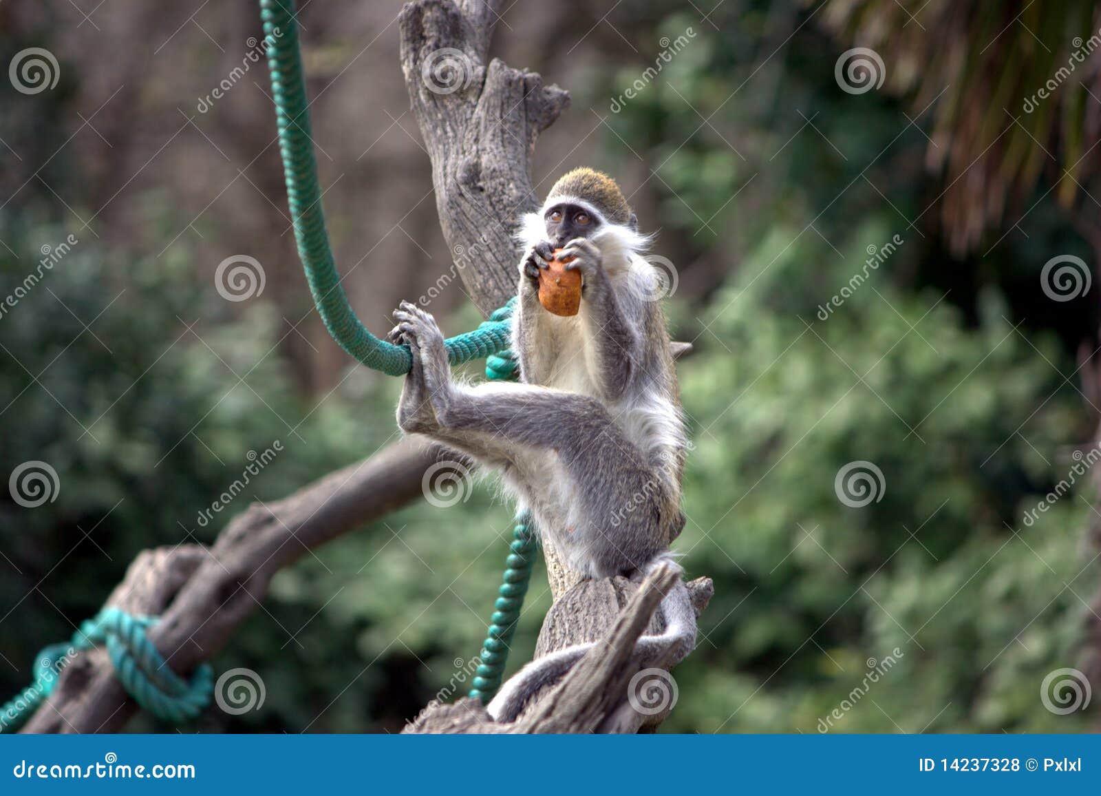 Monkey Sitting on a Branch 2 Stock Photo - Image of male, wildlife ...