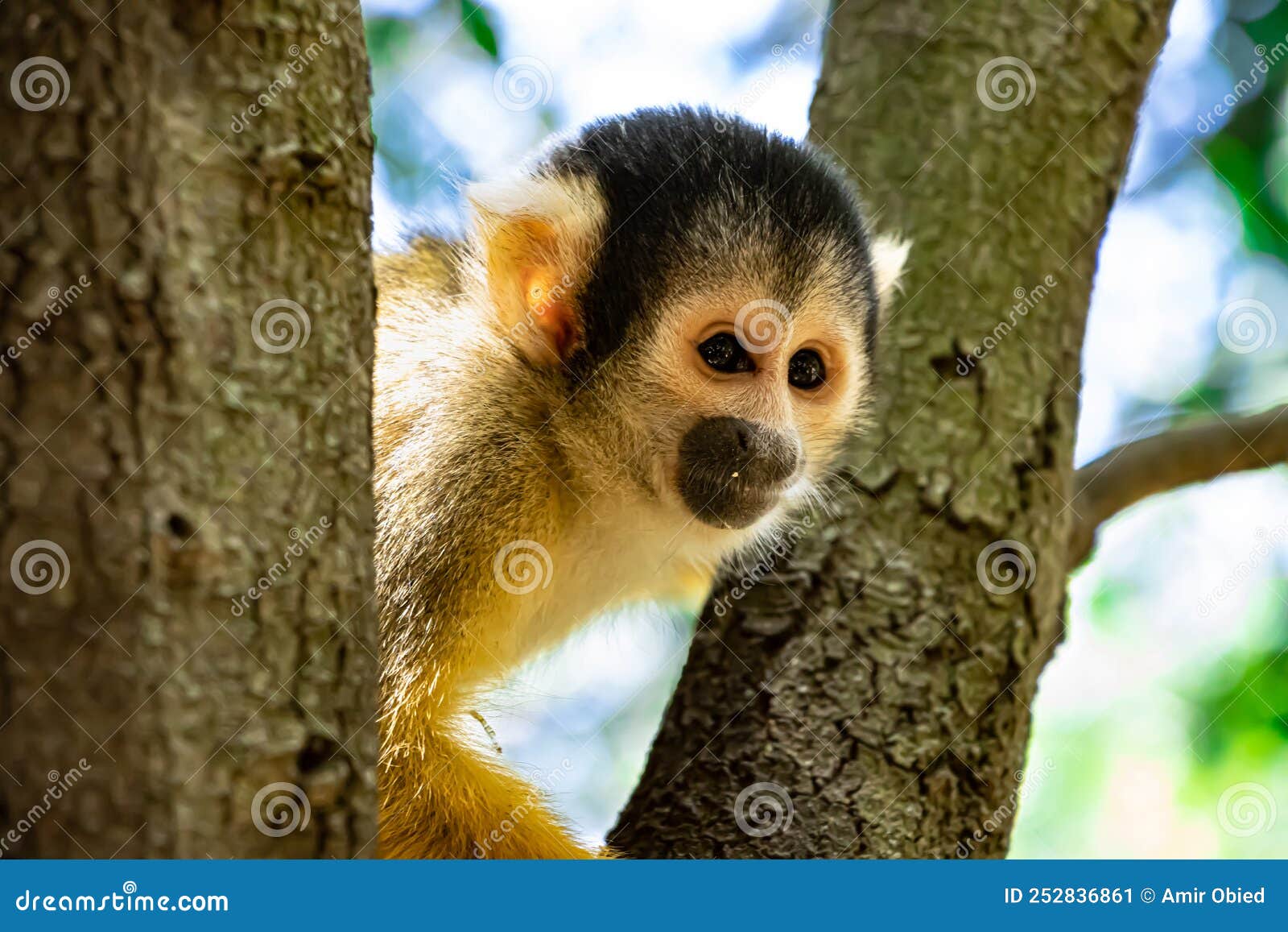 A Monkey Sitting on a Branch Stock Image - Image of monkey, plant ...