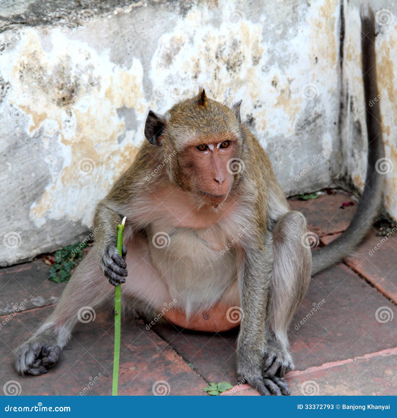 Monkey stock image. Image of sitting, macaca, jungle - 33372793