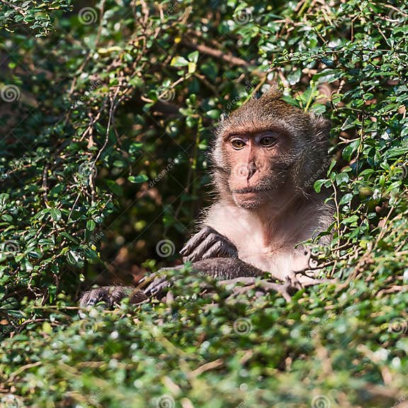 Close up monky. stock image. Image of mountain, baby - 111653171
