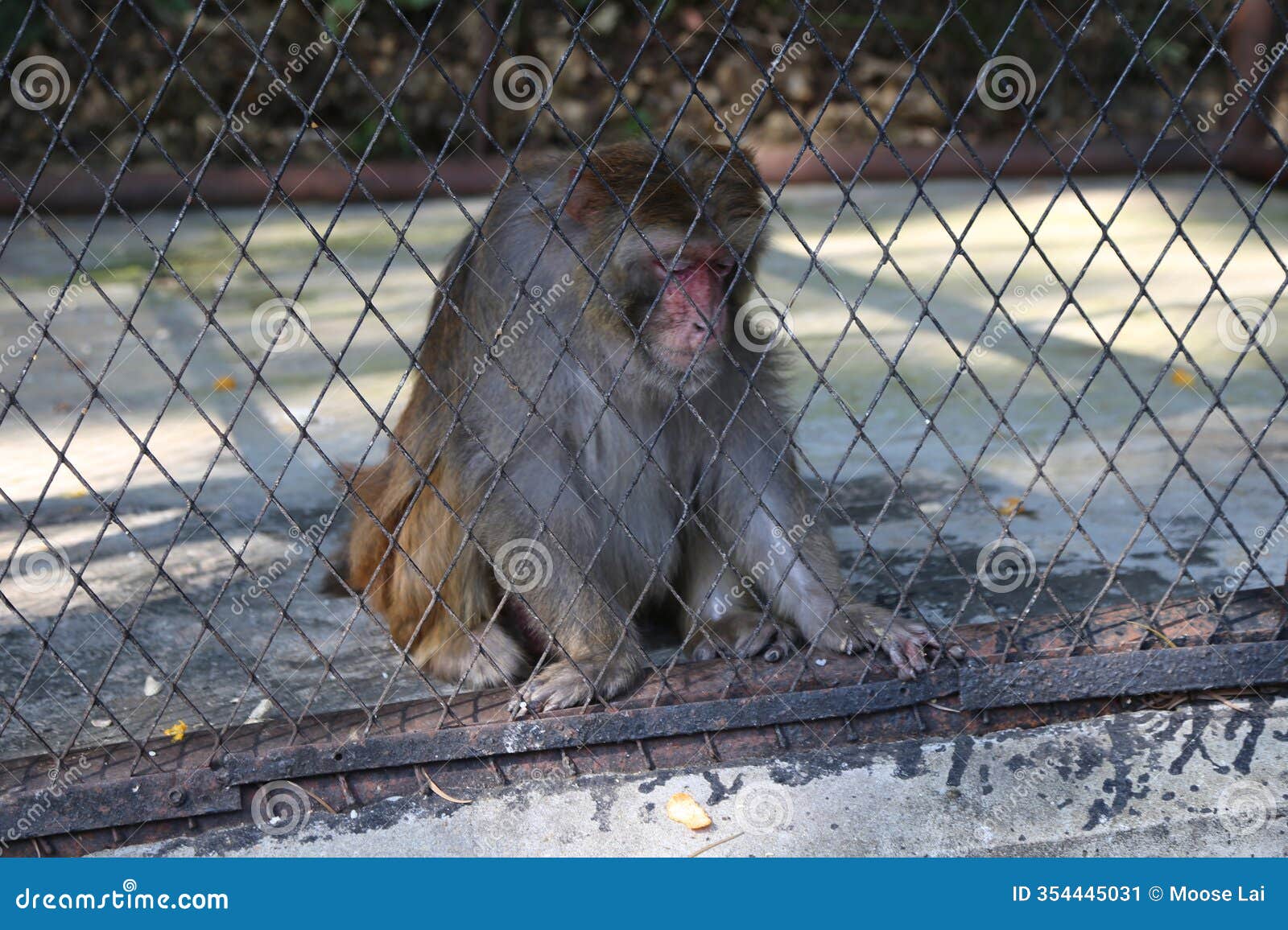 The Monkey is Sitting in the Cage, with Its Head Down and Crying, As If ...