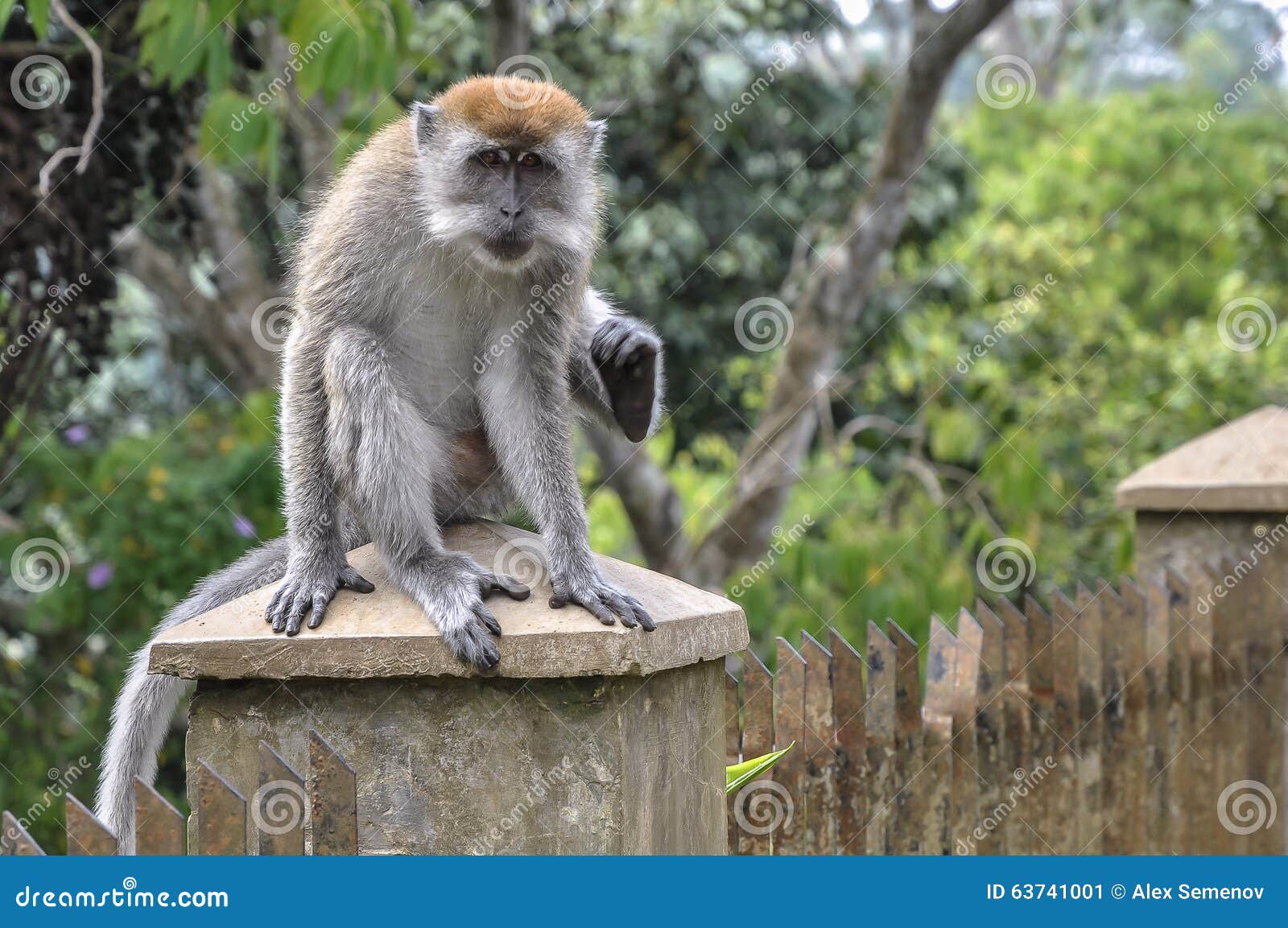 A Monkey Sitting on a Column Stock Image - Image of friendship ...