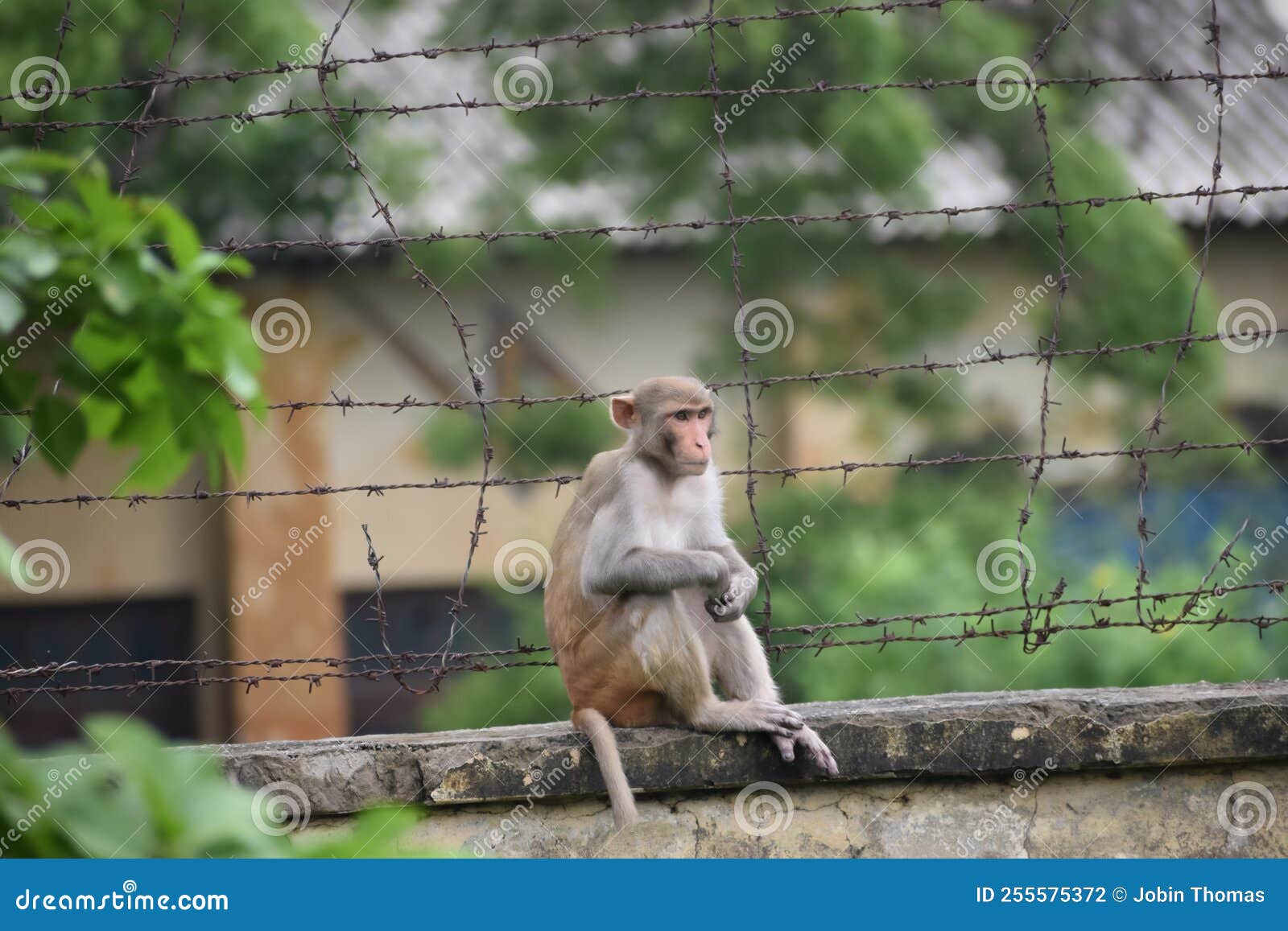 Monkey Sitting on Compound Wall Stock Photo - Image of asia, looking ...