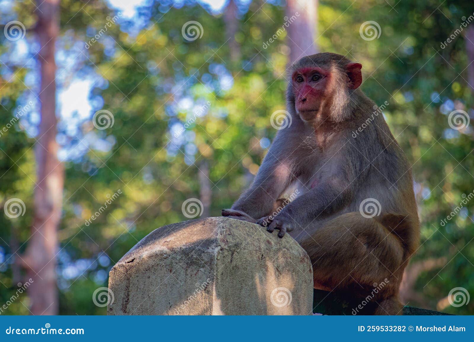 A Monkey Sitting on a Concrete Puller Stock Photo - Image of macaque ...
