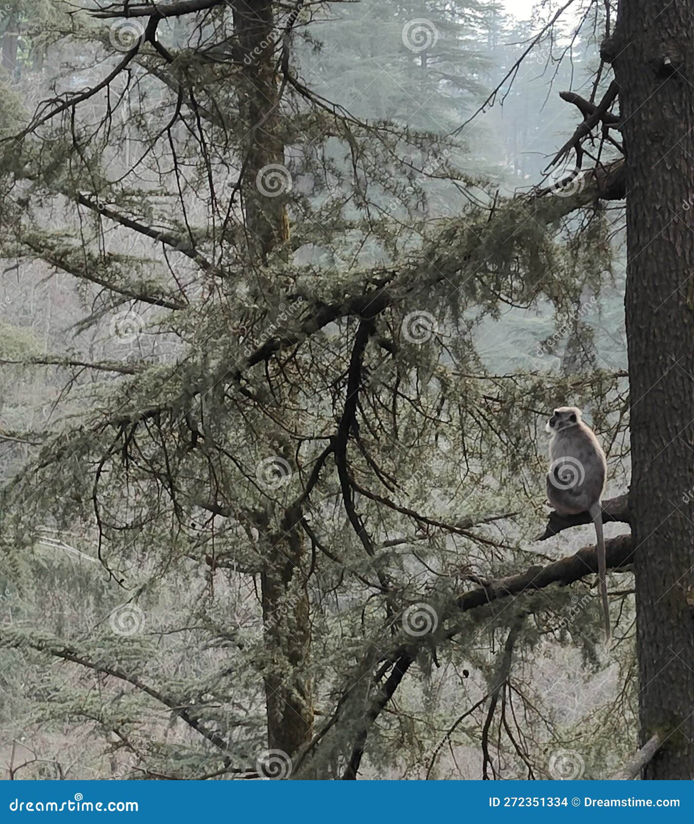 A Cut Deodar Tree With Cross Section Of Its Trunk Stock Photography ...