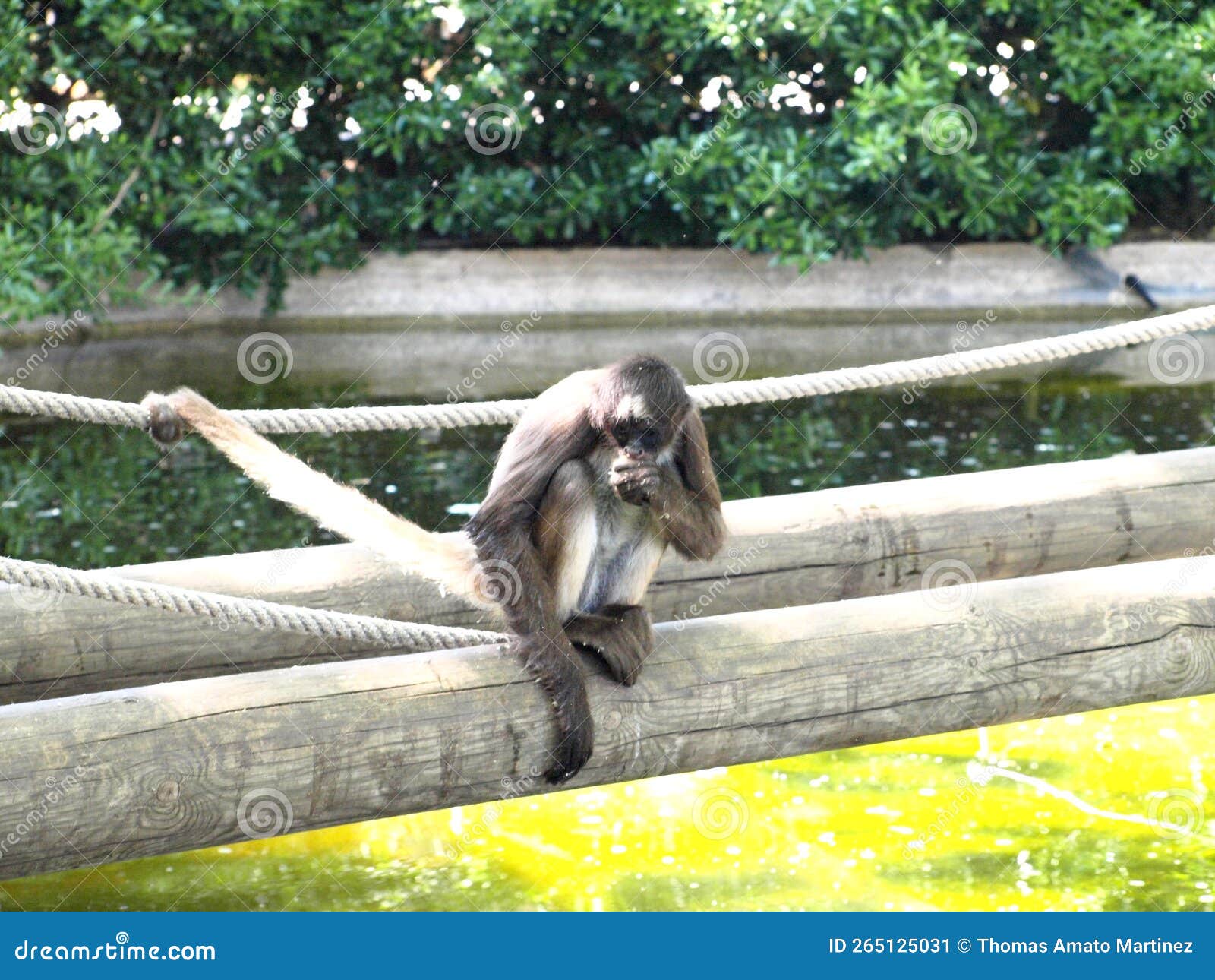 Monkey sitting in the dock stock image. Image of hand - 265125031
