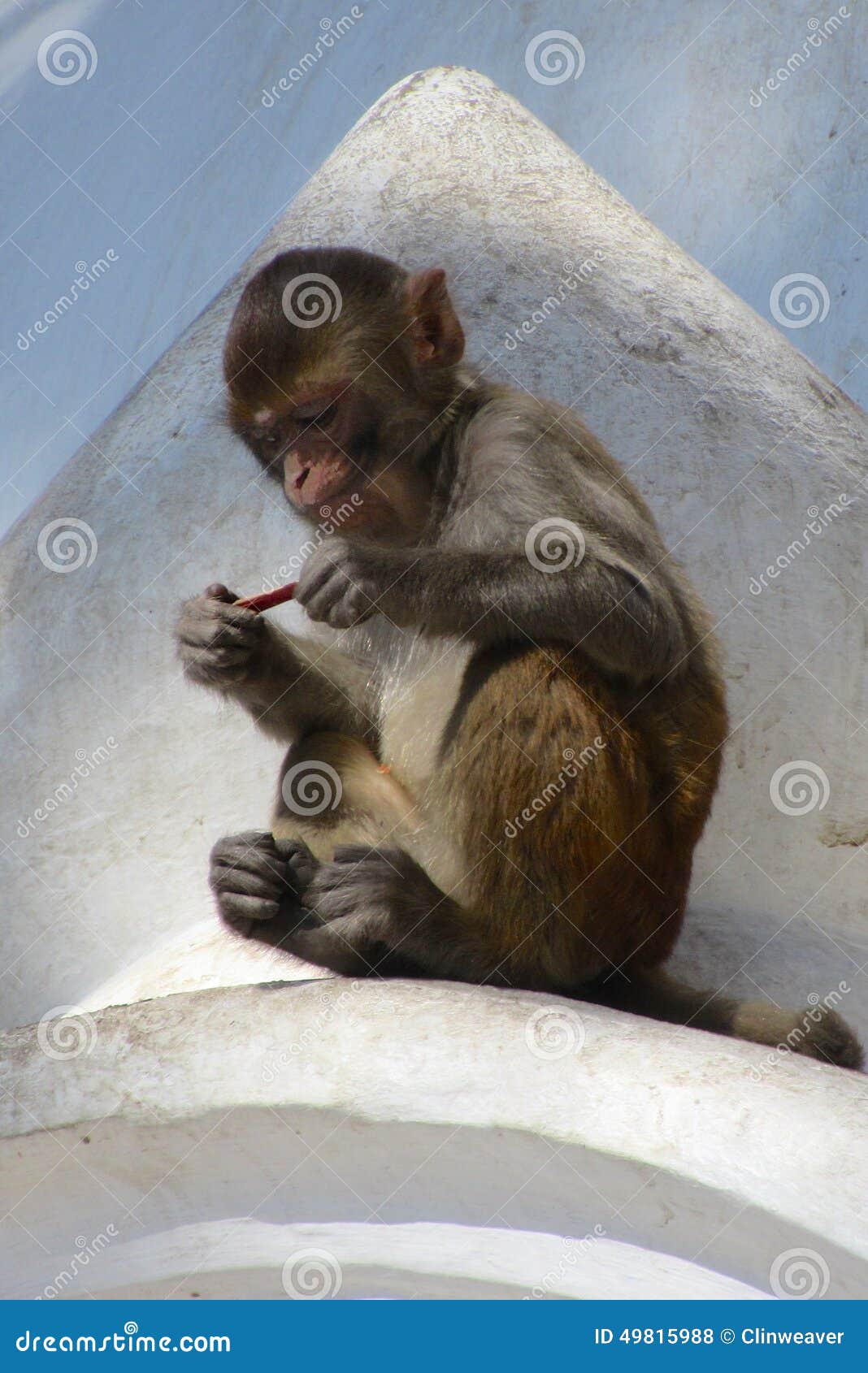Monkey stock photo. Image of monkey, domestic, hair, jungle - 49815988