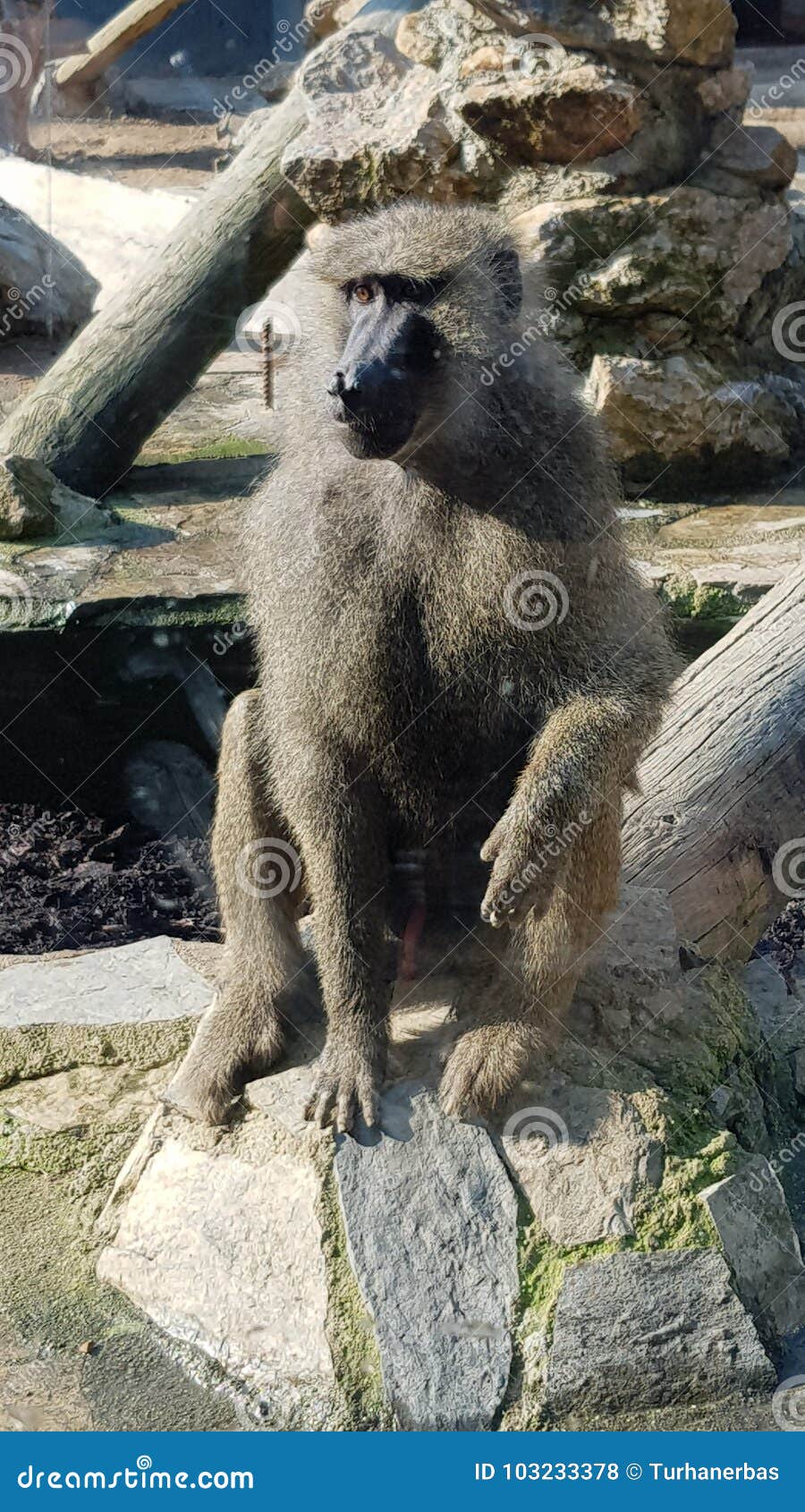 Male Monkey is Sitting Down Stock Photo - Image of primate, baboon ...