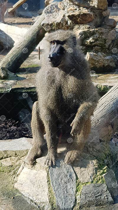 Male Monkey is Sitting Down Stock Photo - Image of primate, baboon ...