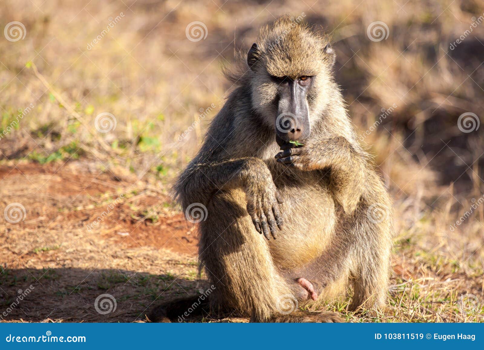 Monkey is Sitting, Savannah of Kenya, Safari Stock Image - Image of ...