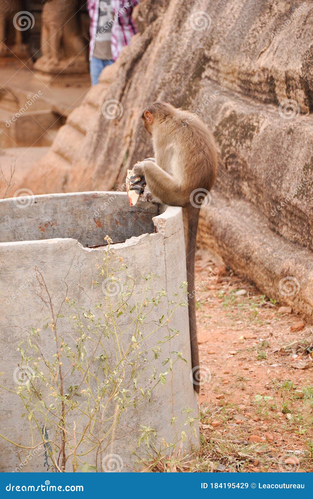 Monkey Searching in a Dustbin Stock Image - Image of colored, colors ...