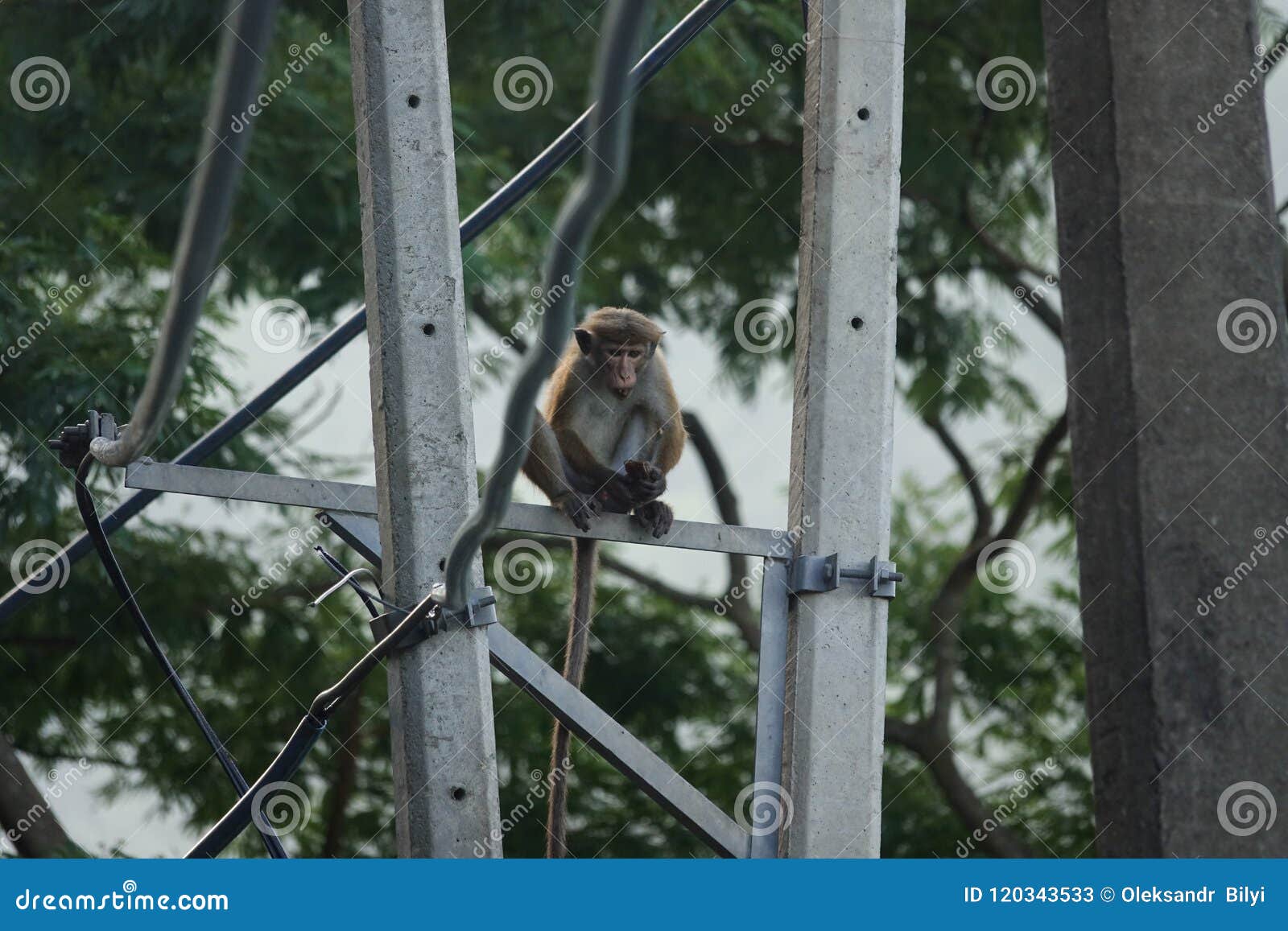 Monkey Sitting on a Electric Pole Stock Image - Image of electric, leaf ...