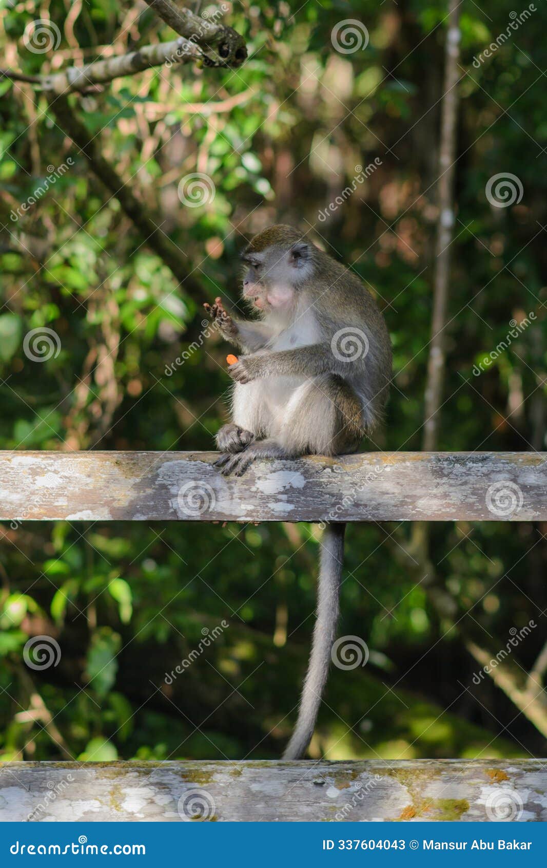 The Monkey is Sitting on the Fence Eating Crackers Stock Image - Image ...