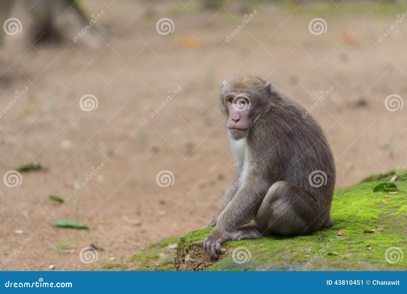 Monkey Sitting on the Floor Stock Image - Image of jungle, primate ...