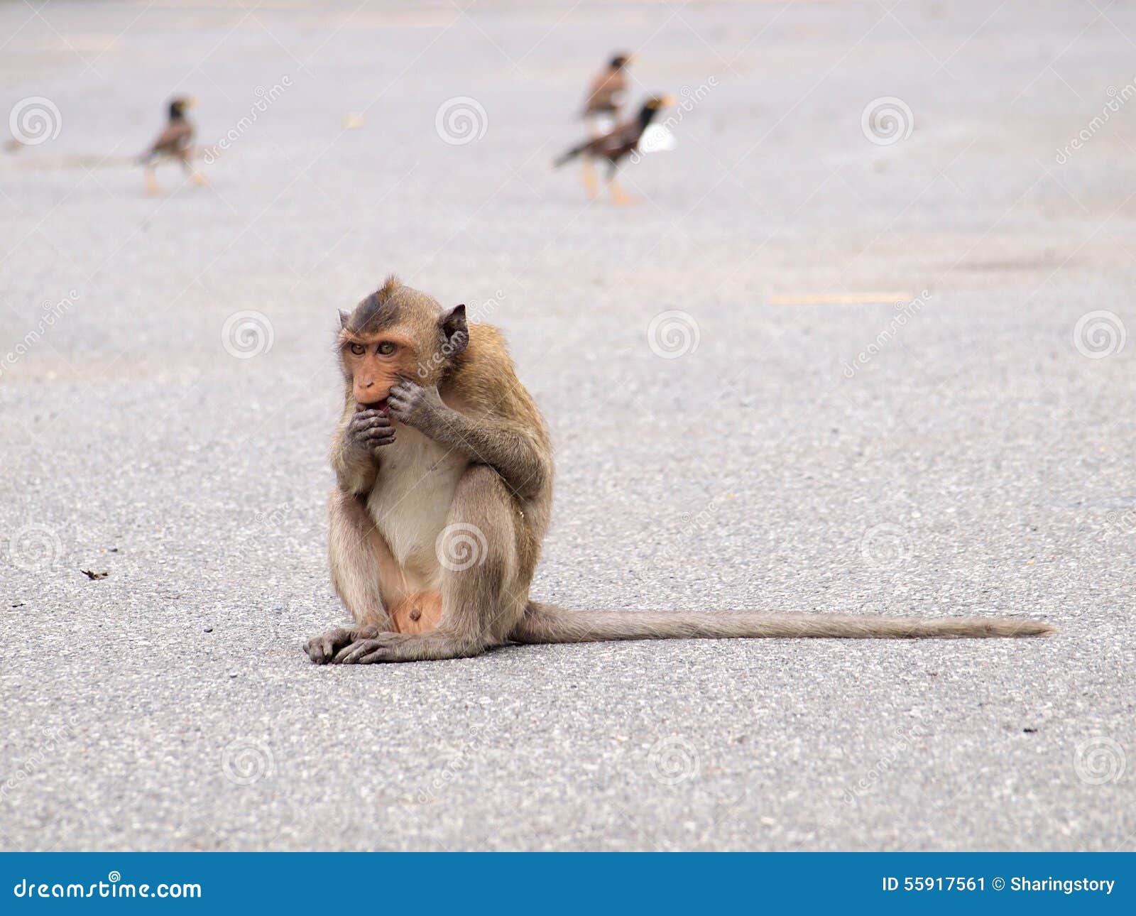 Monkey stock image. Image of floor, mammal, ancestor - 55917561