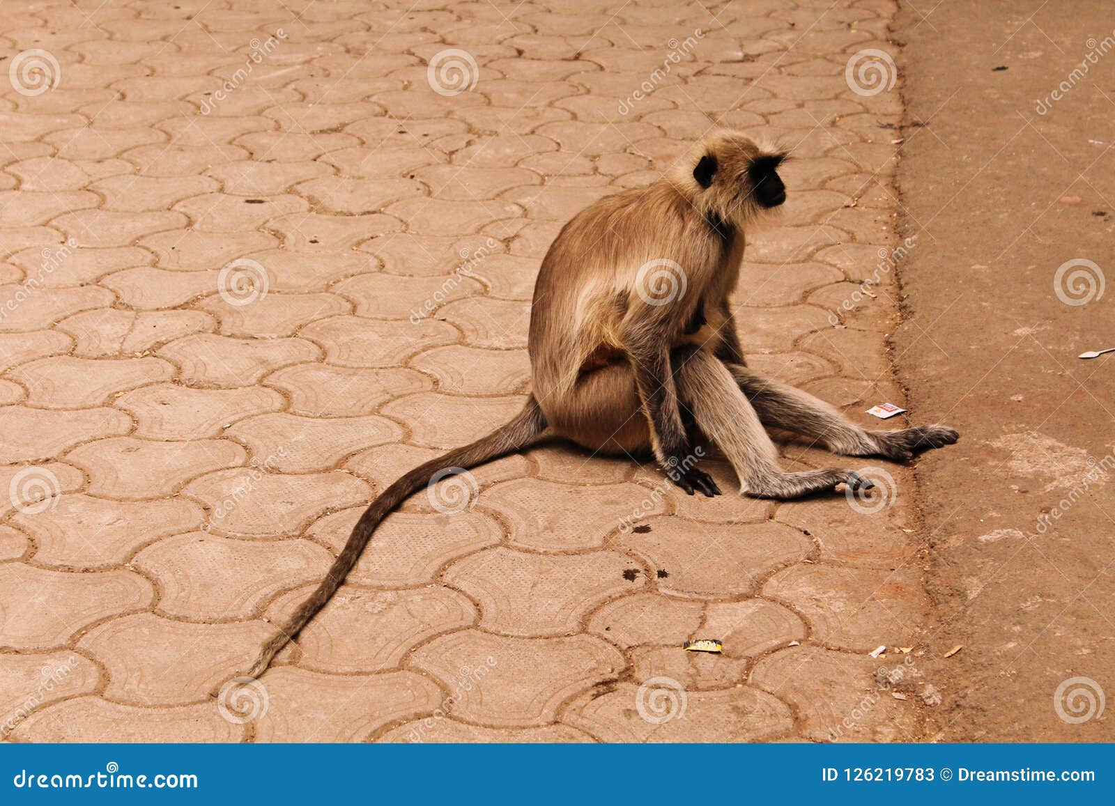 Monkey Sitting on Floor Alone Stock Image - Image of sitting, forest ...