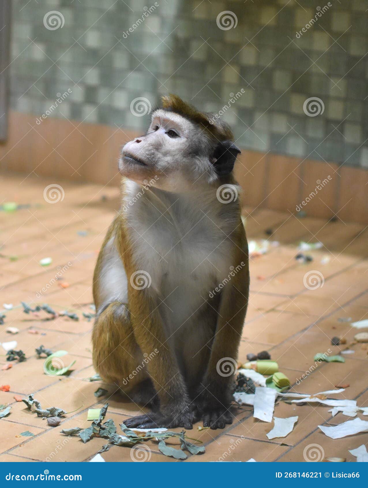 Monkey Sitting on the Floor at the Zoo Stock Image - Image of sitting ...