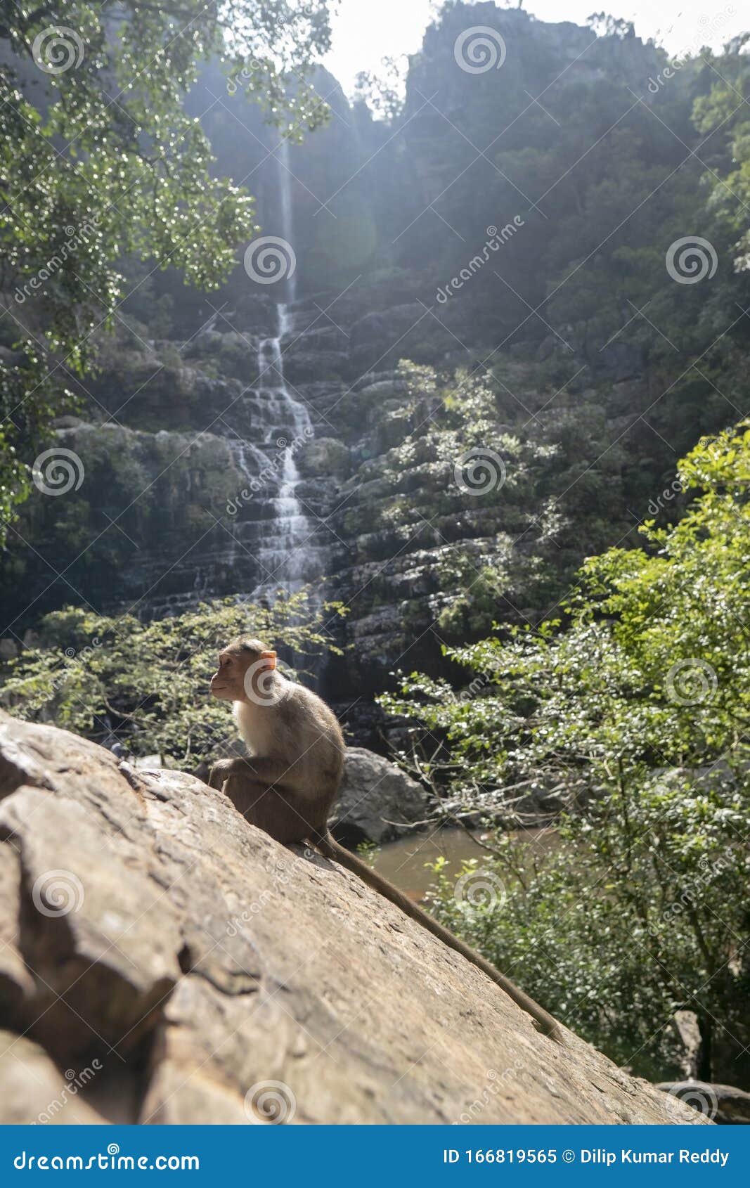 Monkey Sitting in Front of the Talakona Waterfalls Stock Image - Image ...