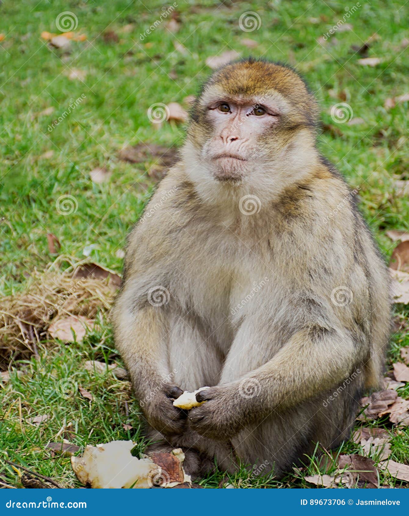 Monkey Sitting on Grass with Fruit in Hands and Looking Forward. Stock ...