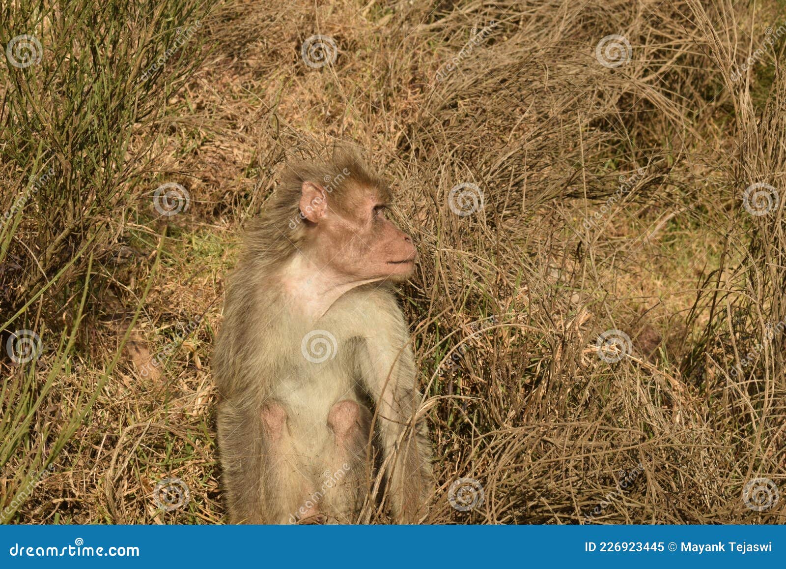 Monkey Sitting in Grassland and Looking Sideways Stock Image - Image of ...