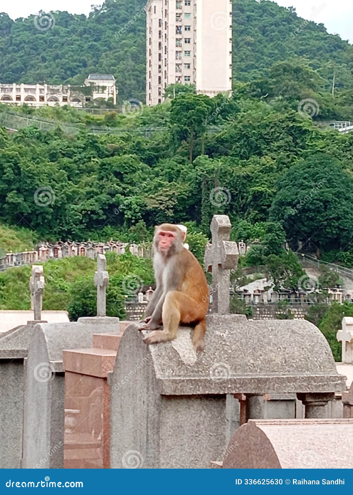 Monkey sitting on grave stock photo. Image of redface - 336625630