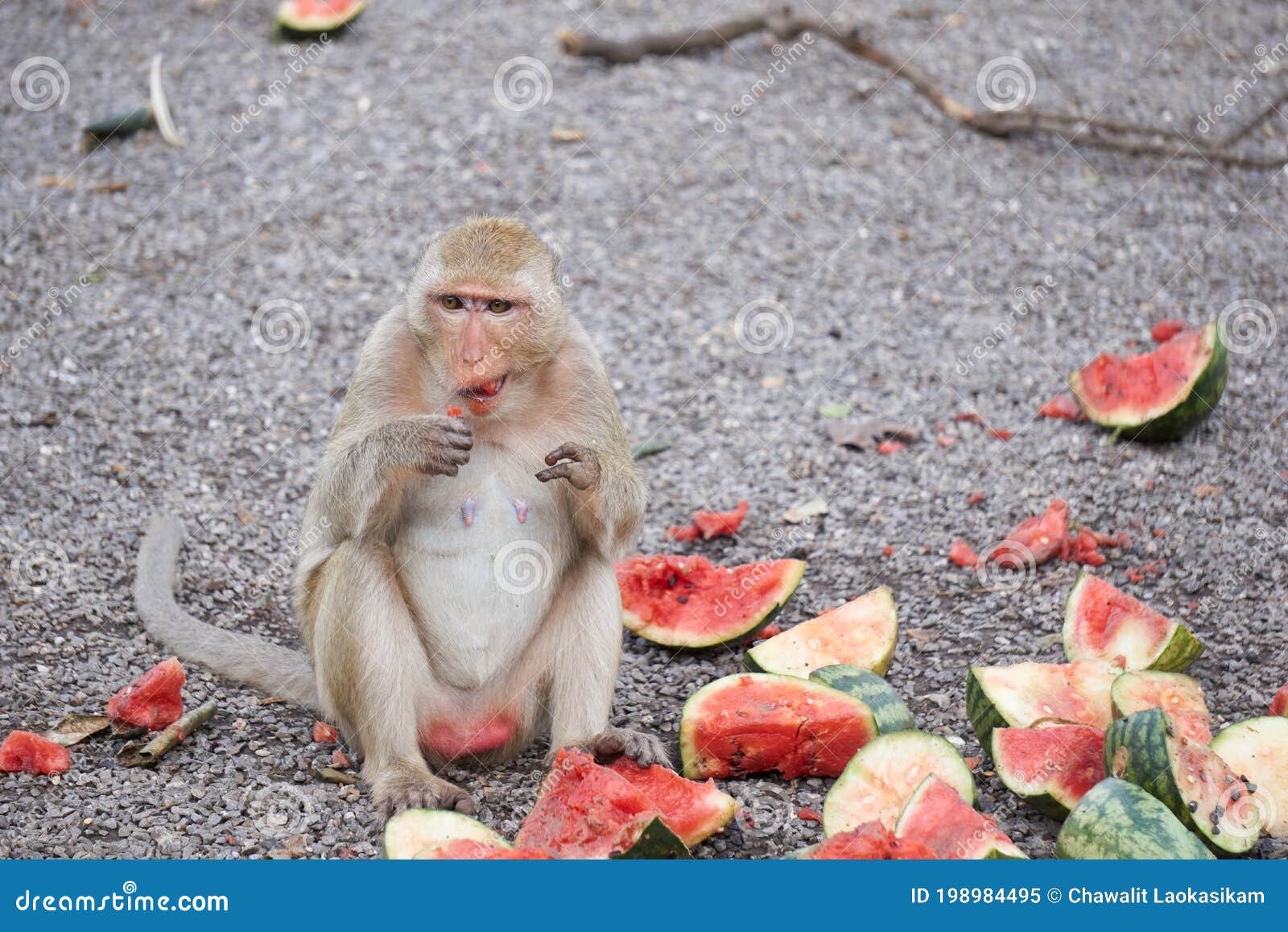 Monkey eating watermelon stock image. Image of animal - 198984495