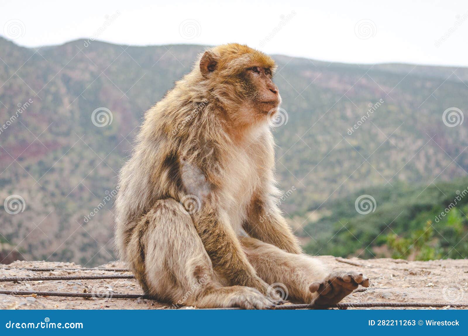 Monkey Sitting on the Ground in Morocco Stock Image - Image of lush ...