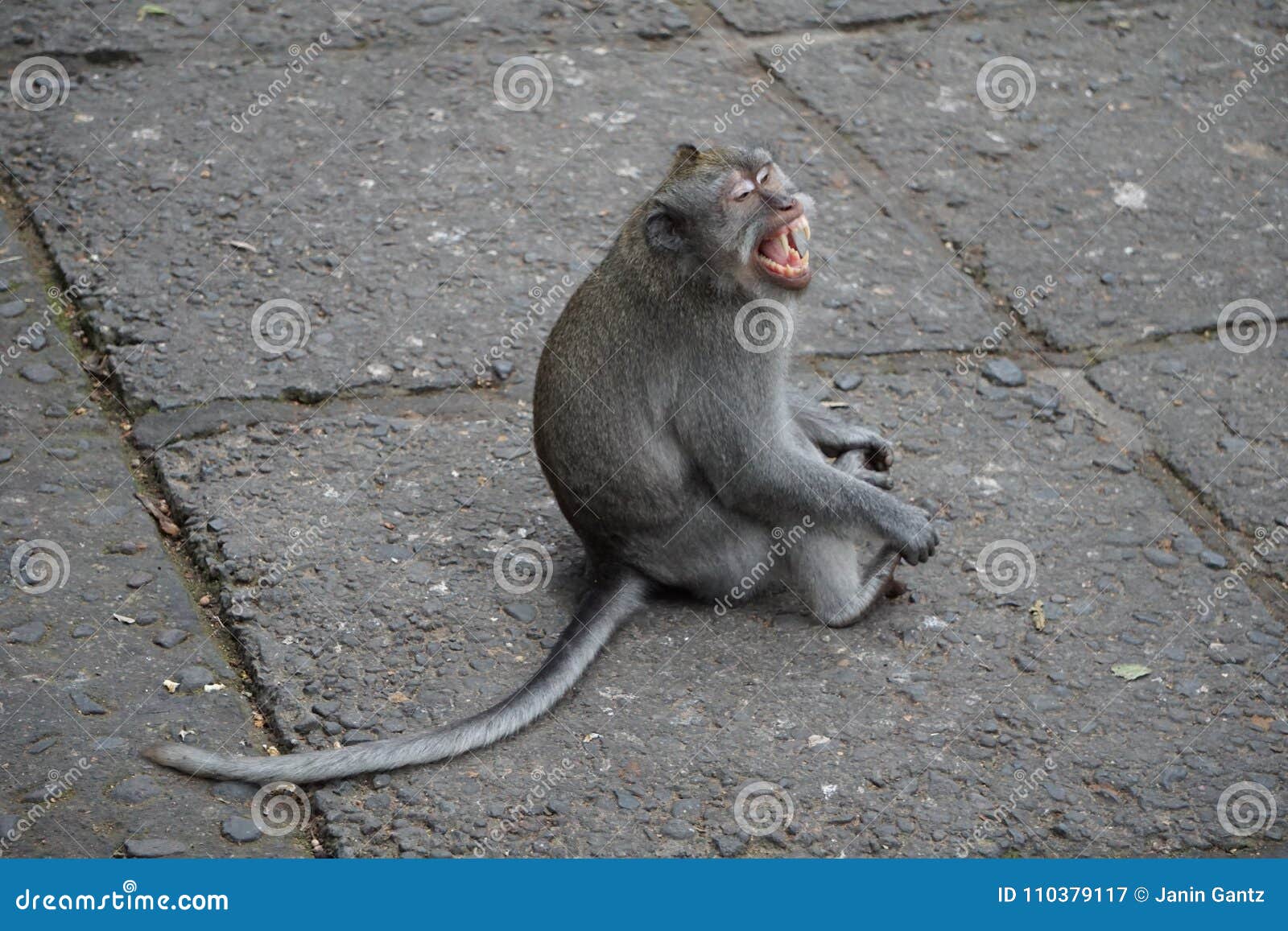 Monkey Sitting on the Ground Screaming Showing Teeth Stock Image ...