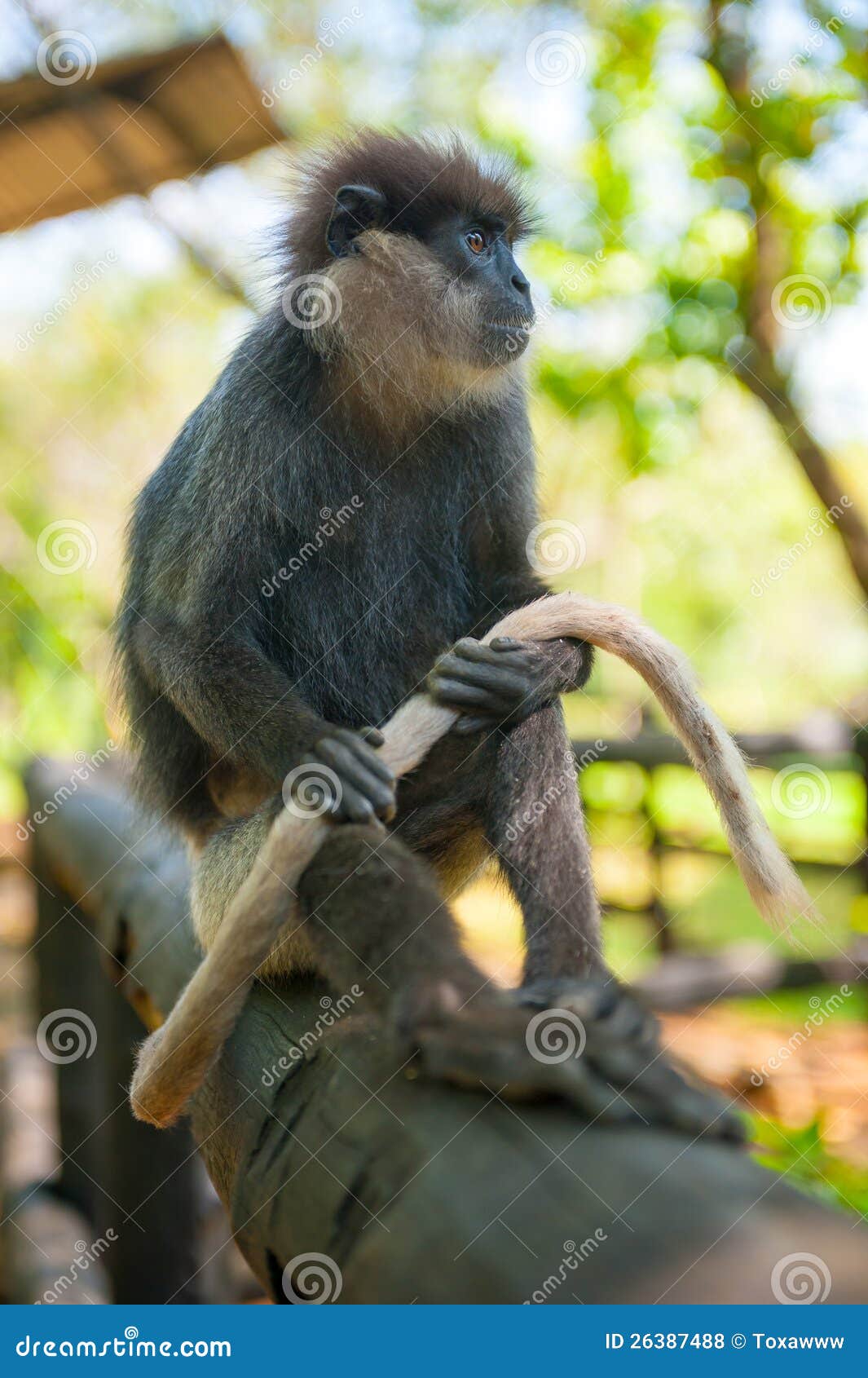 Monkey Sitting and Holding Tail Stock Photo - Image of looking, tail ...