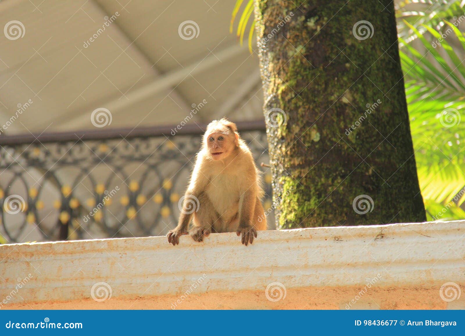 Monkey Sitting on House Wall Stock Image - Image of glow, expression ...