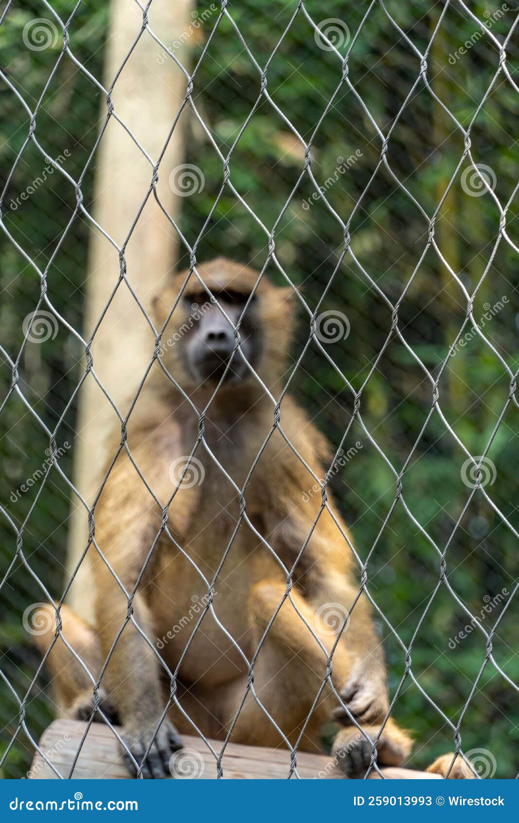 Monkey Sitting Inside the Screen in the Zoo Stock Image - Image of hand ...